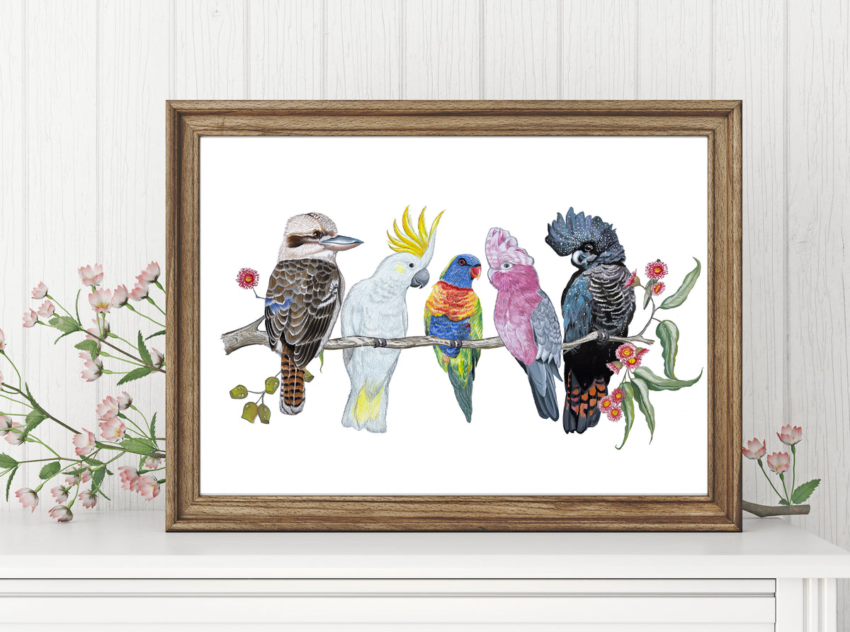 Australian Native Bird Print: Kookaburra, Black Cockatoo, Rainbow Lori ...